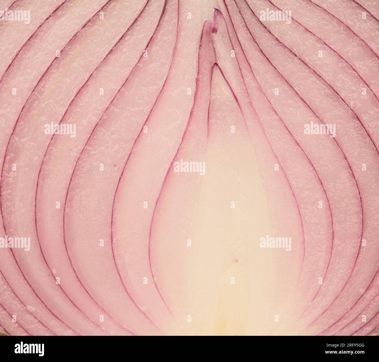 Cut though the middle of a red onion, beautiful dark purple and white ...