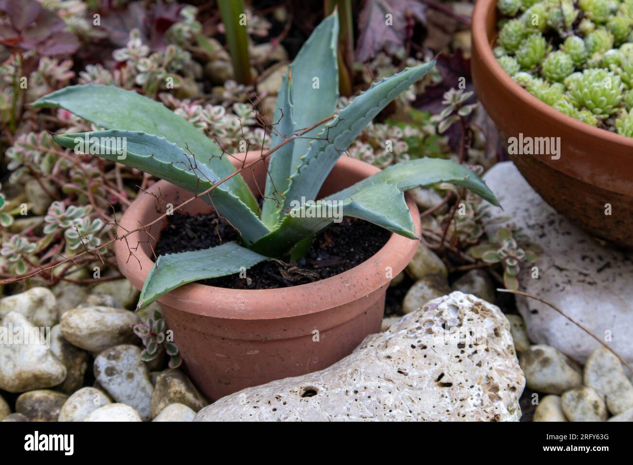 Century plant in a plastic vase Stock Photo - Alamy