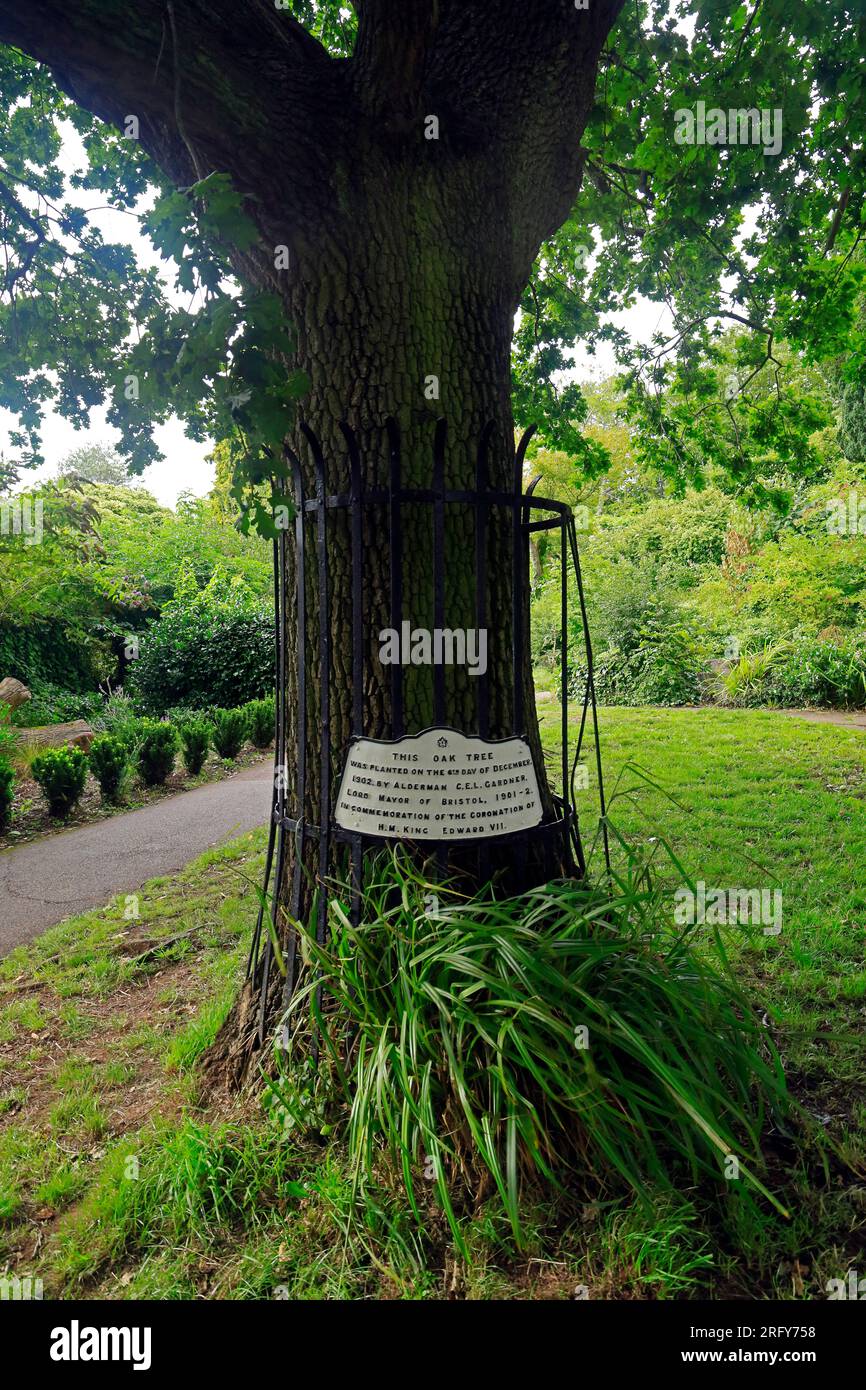 Plaque to commemorate coronation of King Edward 7th on and oak tree at ...
