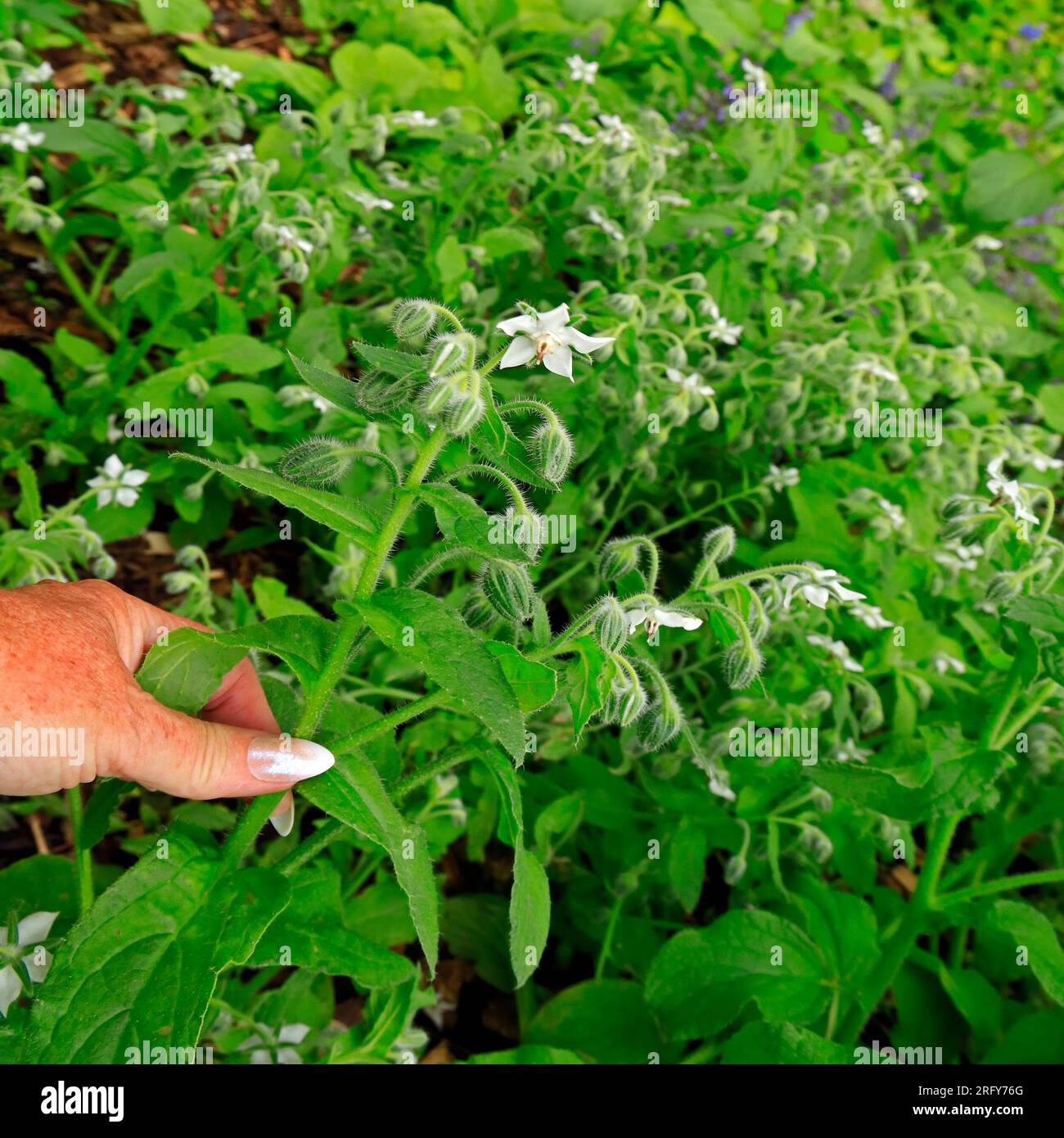 White borage flower, buds and leaves with hand holding plant stem ...
