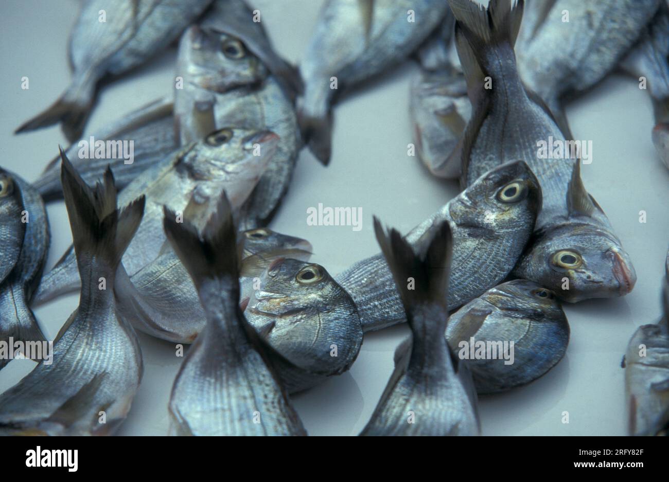 2000 fish hi-res stock photography and images - Alamy