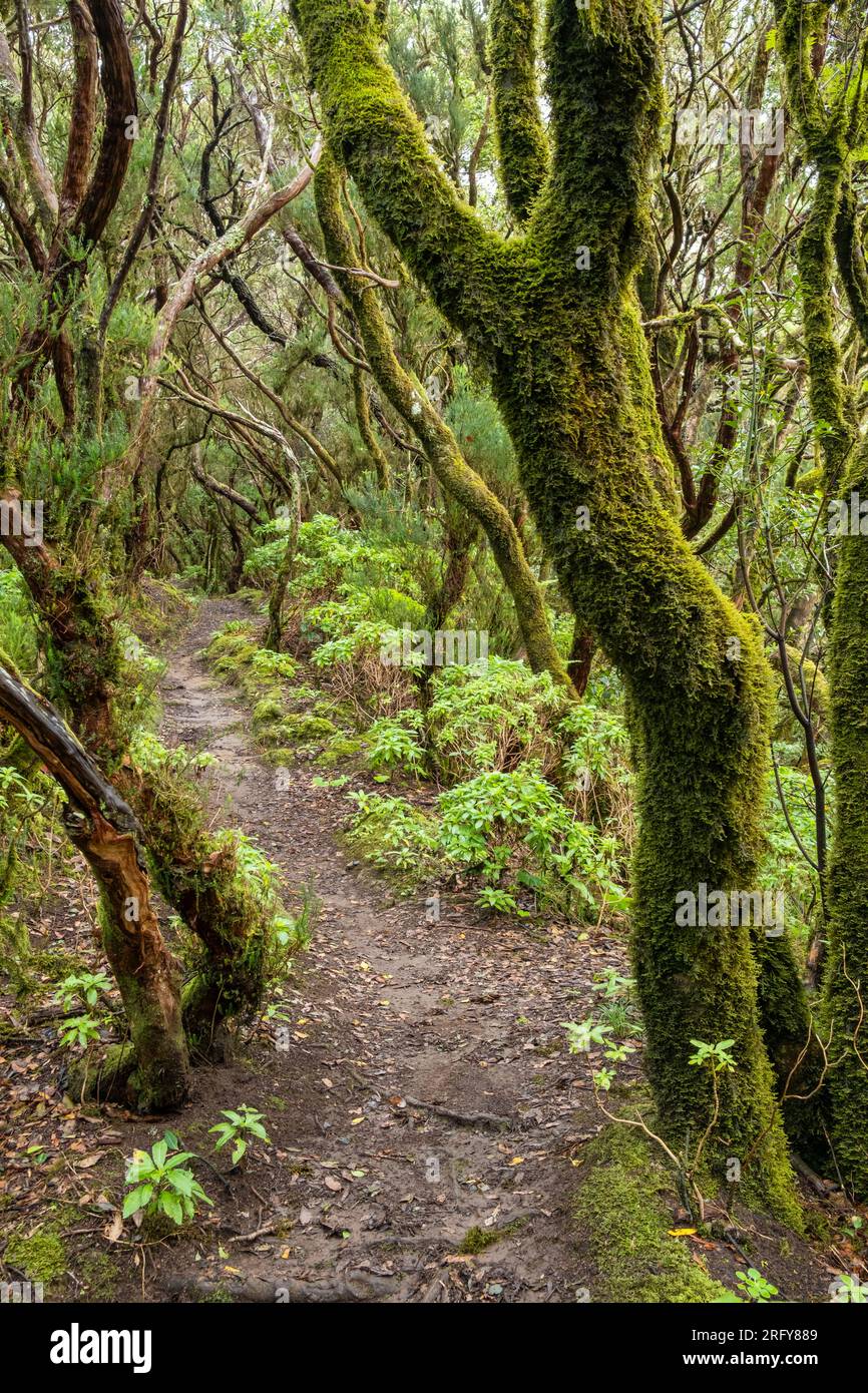 Rain forest in anaga hi-res stock photography and images - Alamy
