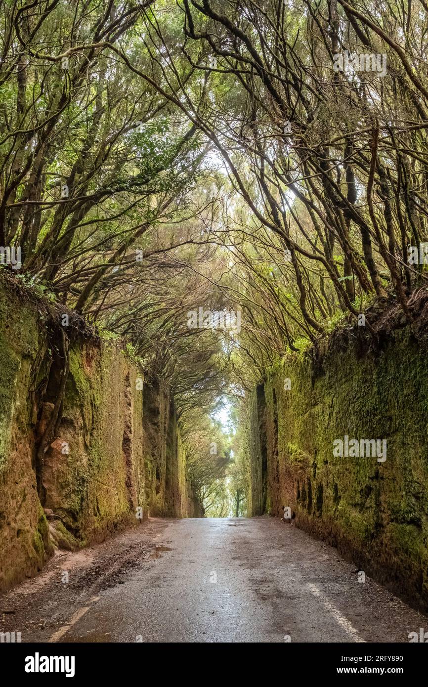 Natural tunnel in the mystical foggy forest landscape in Anaga Park ...
