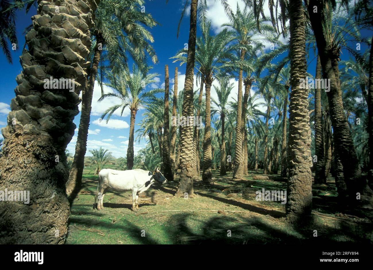 Dates Palm Trees at a Dates Plantation in of the Town and Oasis of ...