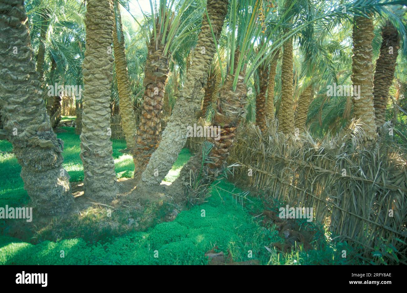 Date palm plantation egypt hi-res stock photography and images - Alamy