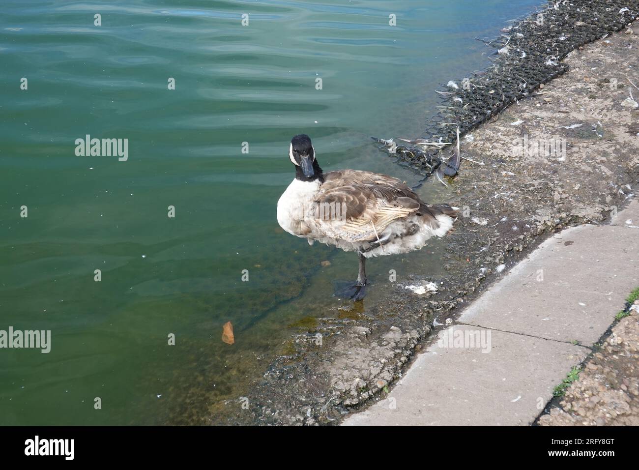 Goose sick from blue-green algae Stock Photo - Alamy