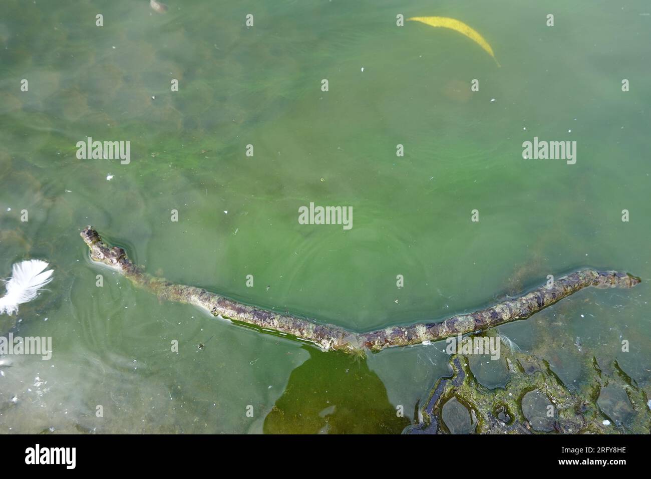 Lake water contaminated with Blue-Green Algae Stock Photo - Alamy