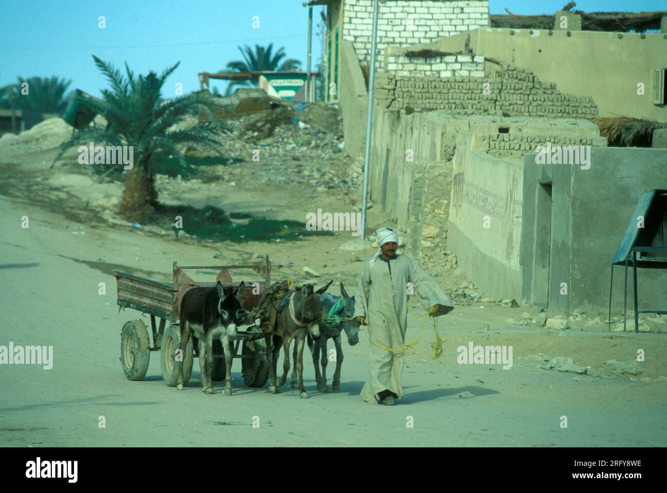 a men with a donkey cart in the Town and Oasis of Farafra in the Libyan ...