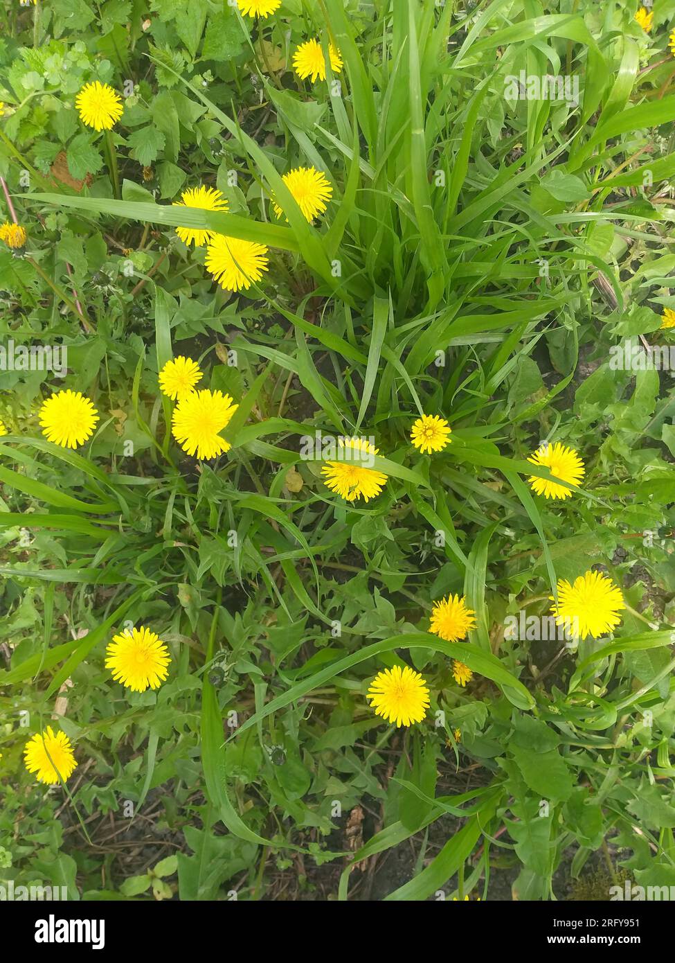 Spring background: yellow dandelions among green leaves, top view Stock ...