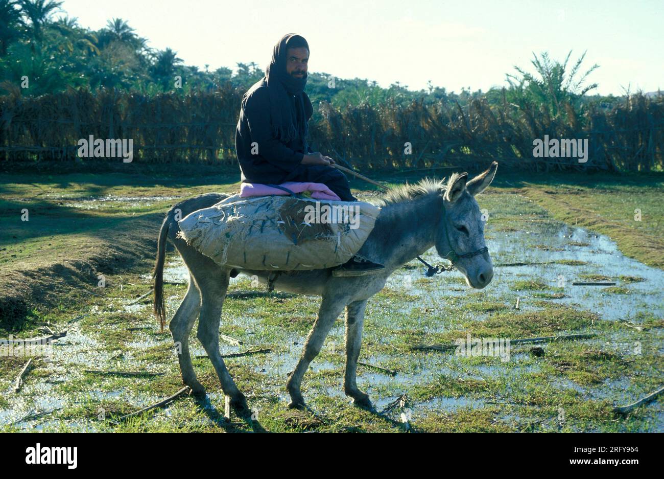 a men on a donkey in the Town and Oasis of Farafra in the Libyan or ...