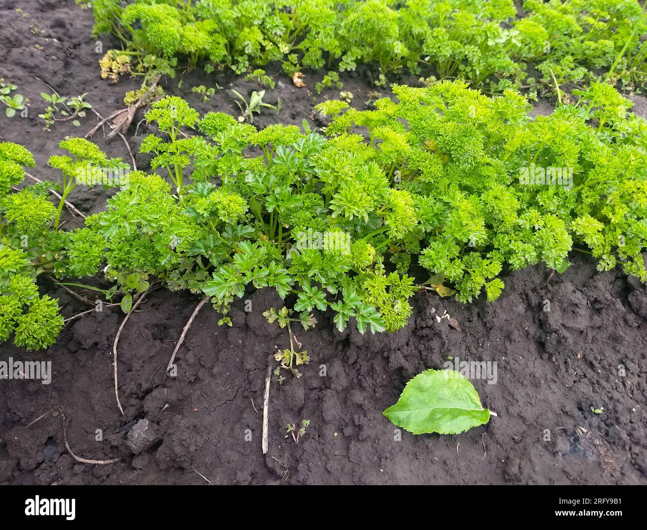 spring background: vegetable garden beds with young greens Stock Photo ...