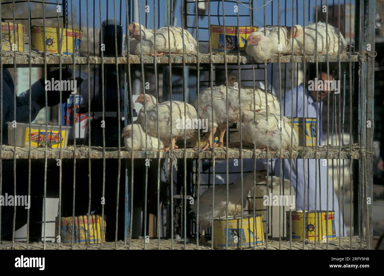 chicken at the Food Market in the old Village of Siwa in the Libyan or ...