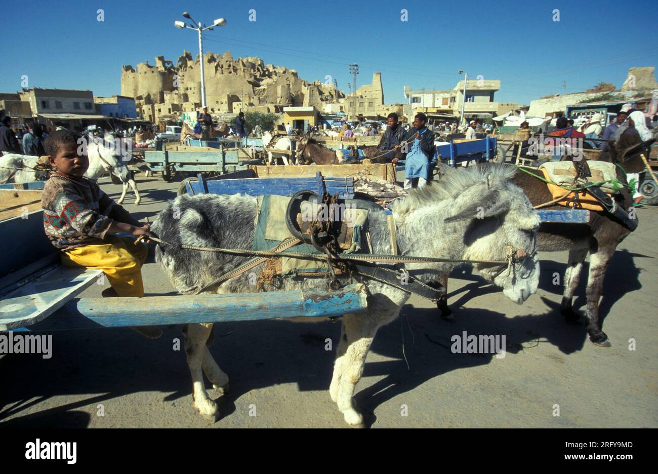 a Donkey cart at the Food Market in the old Village of Siwa in the ...