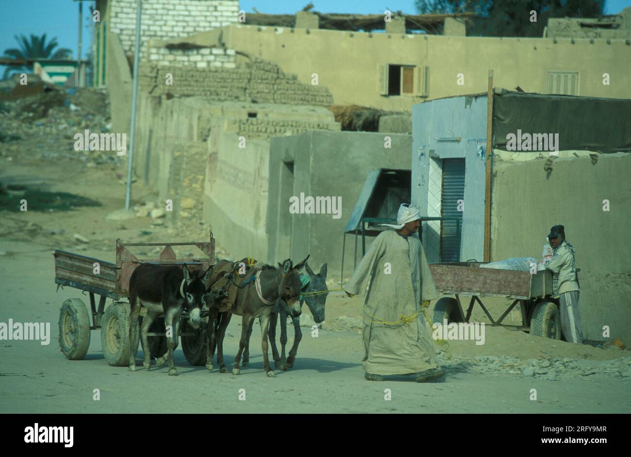 a Donkey at the Food Market in the old Village of Siwa in the Libyan or ...