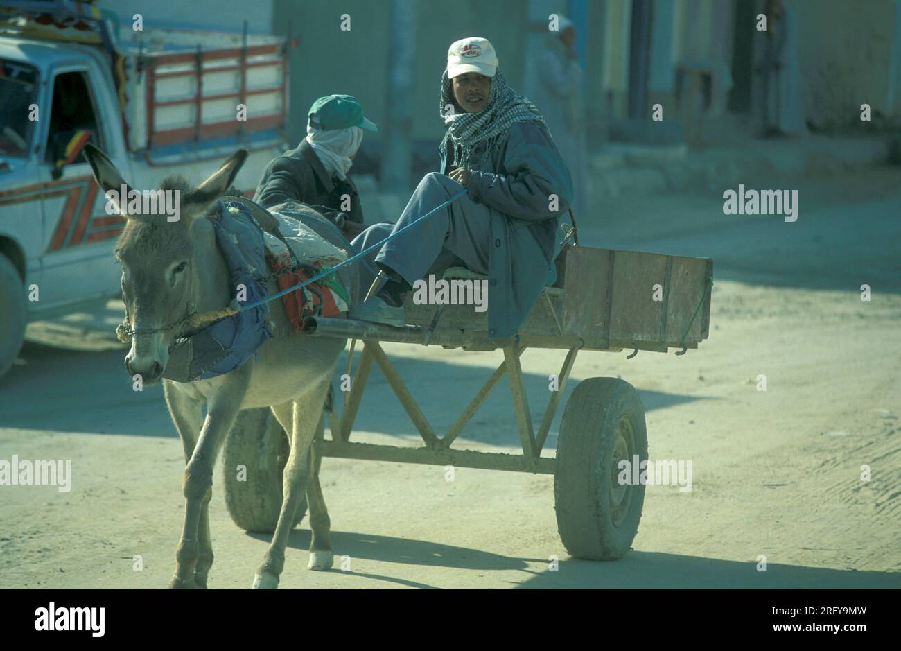 a Donkey at the Food Market in the old Village of Siwa in the Libyan or ...