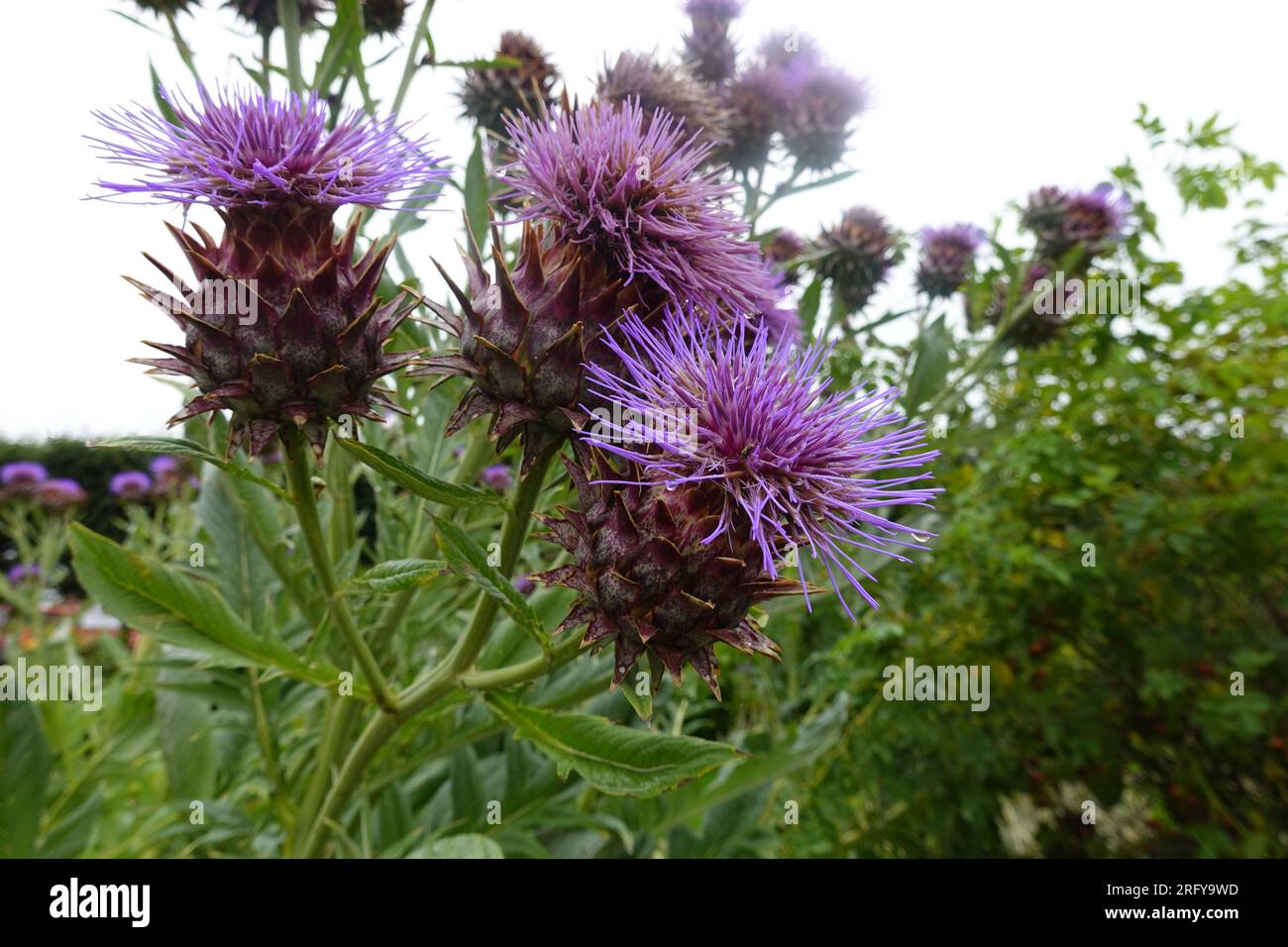Cardoon, Cynara cardunculus in bloom in a Startford Upon Avon Park ...