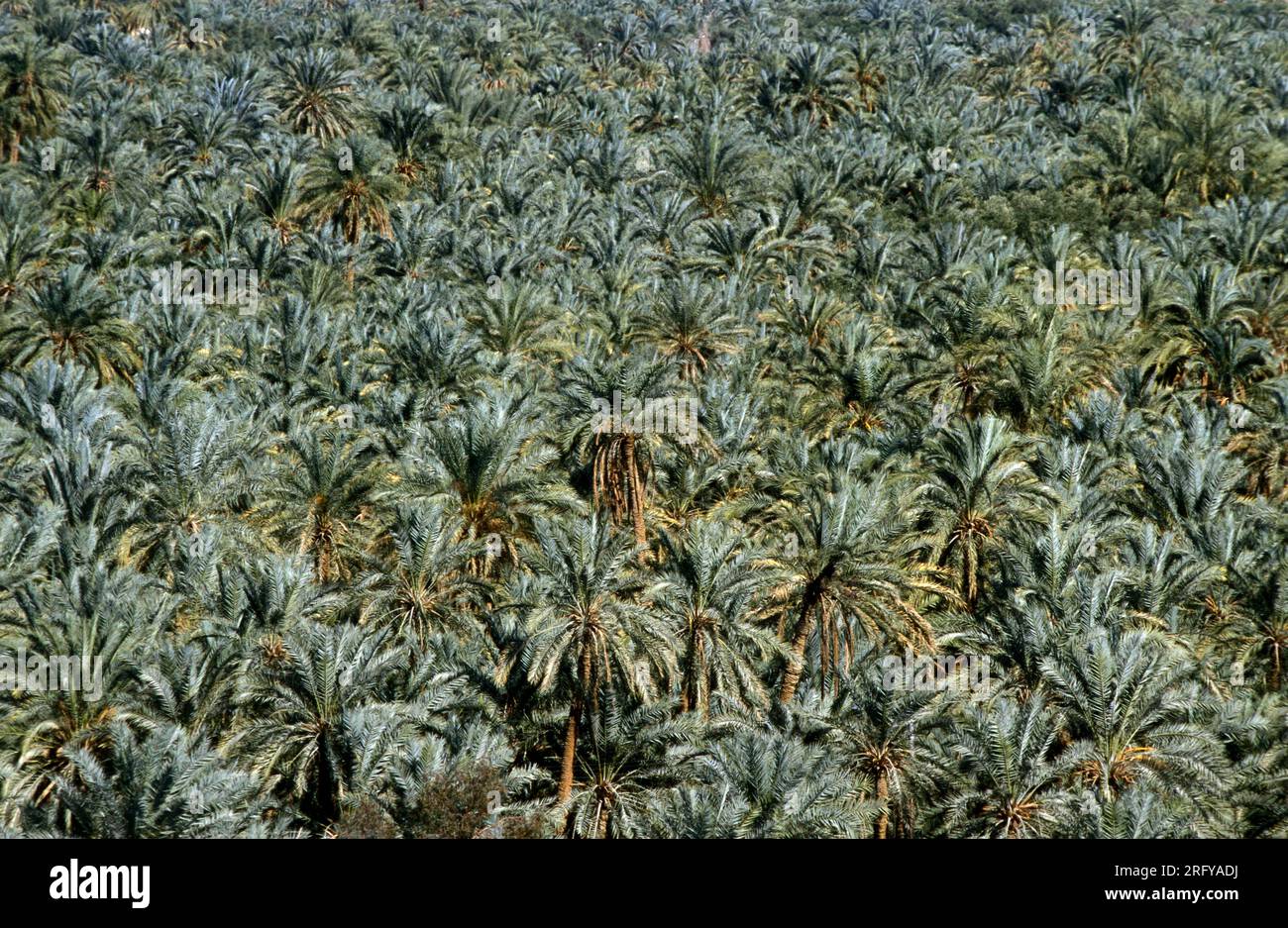the Landscape and nature of the Salt Lake and Lake Siwa at the old ...