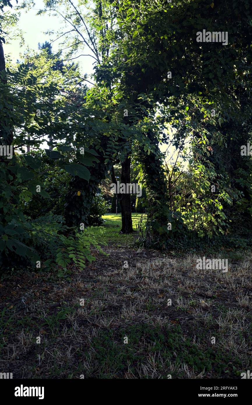 Opening between arching trees that leads to a park at sunset Stock ...