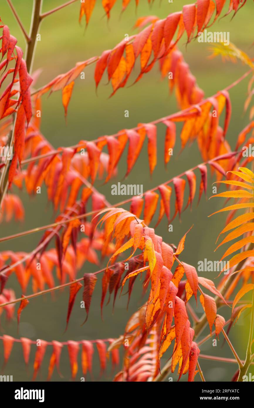 Autumn colored trees and leaves of Rhus typhina, the staghorn sumac ...