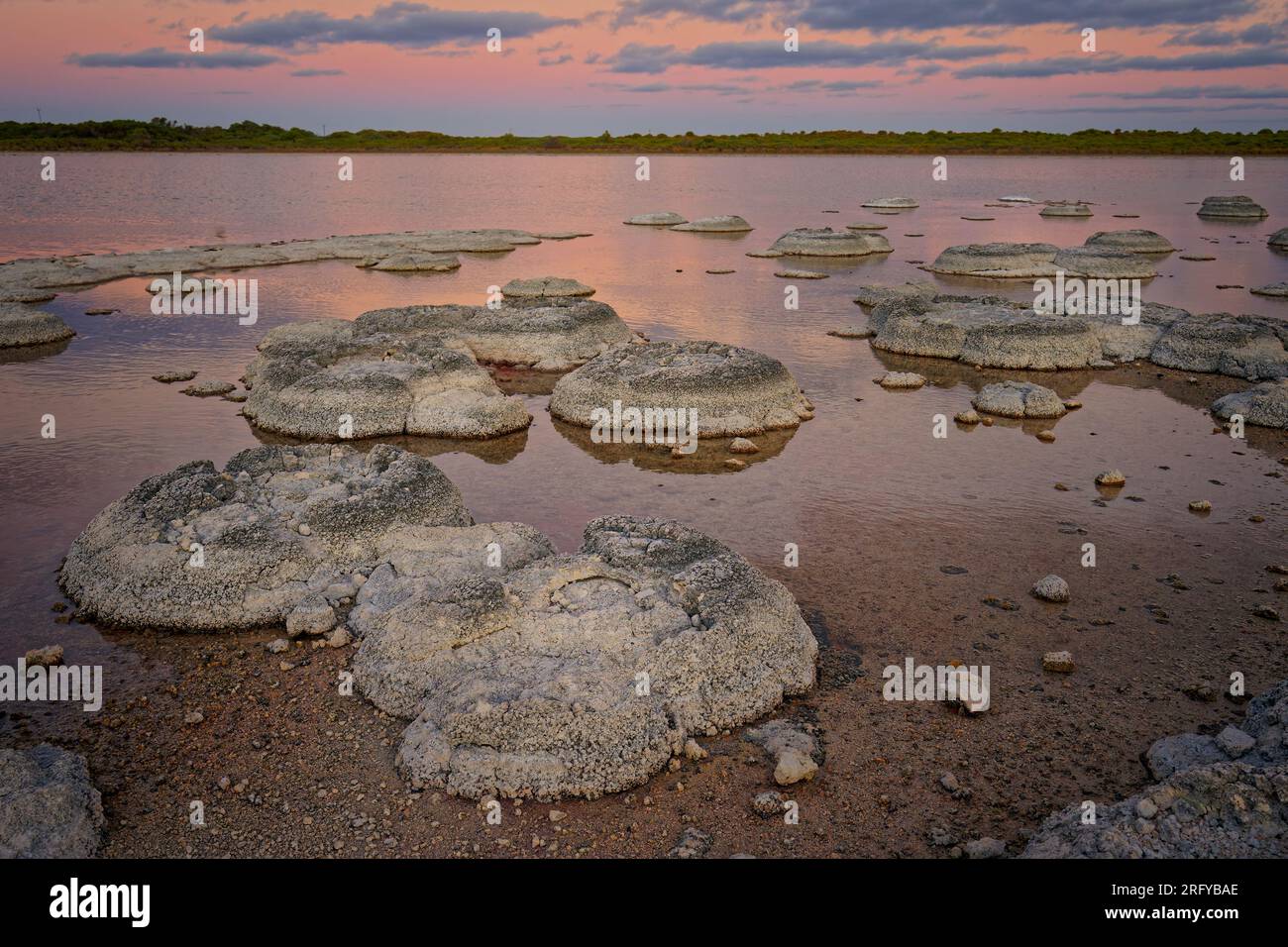Cyanobacteria fossil hi-res stock photography and images - Alamy