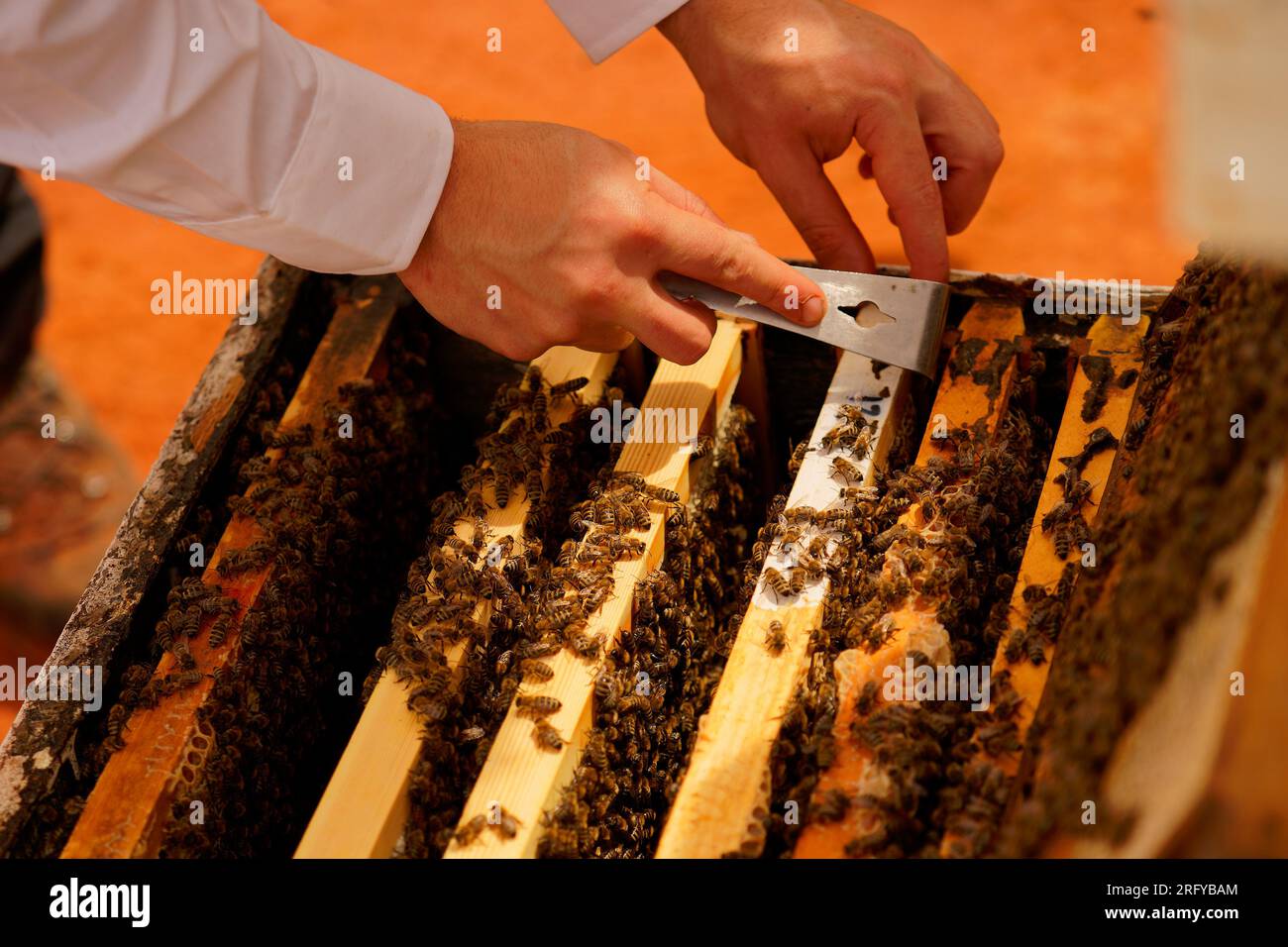 Beekeeper australia hi-res stock photography and images - Alamy