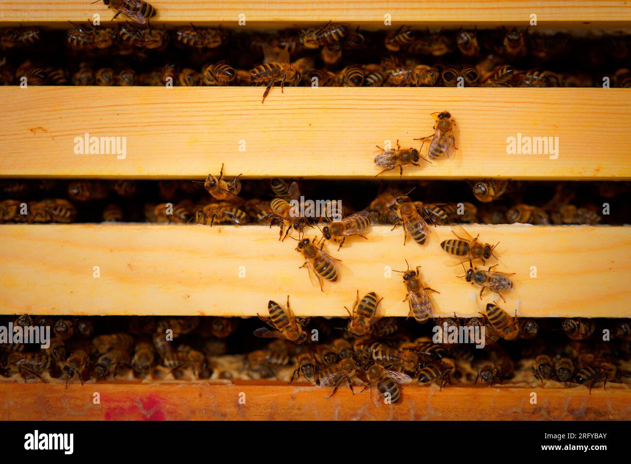 Hand pollination hi-res stock photography and images - Alamy