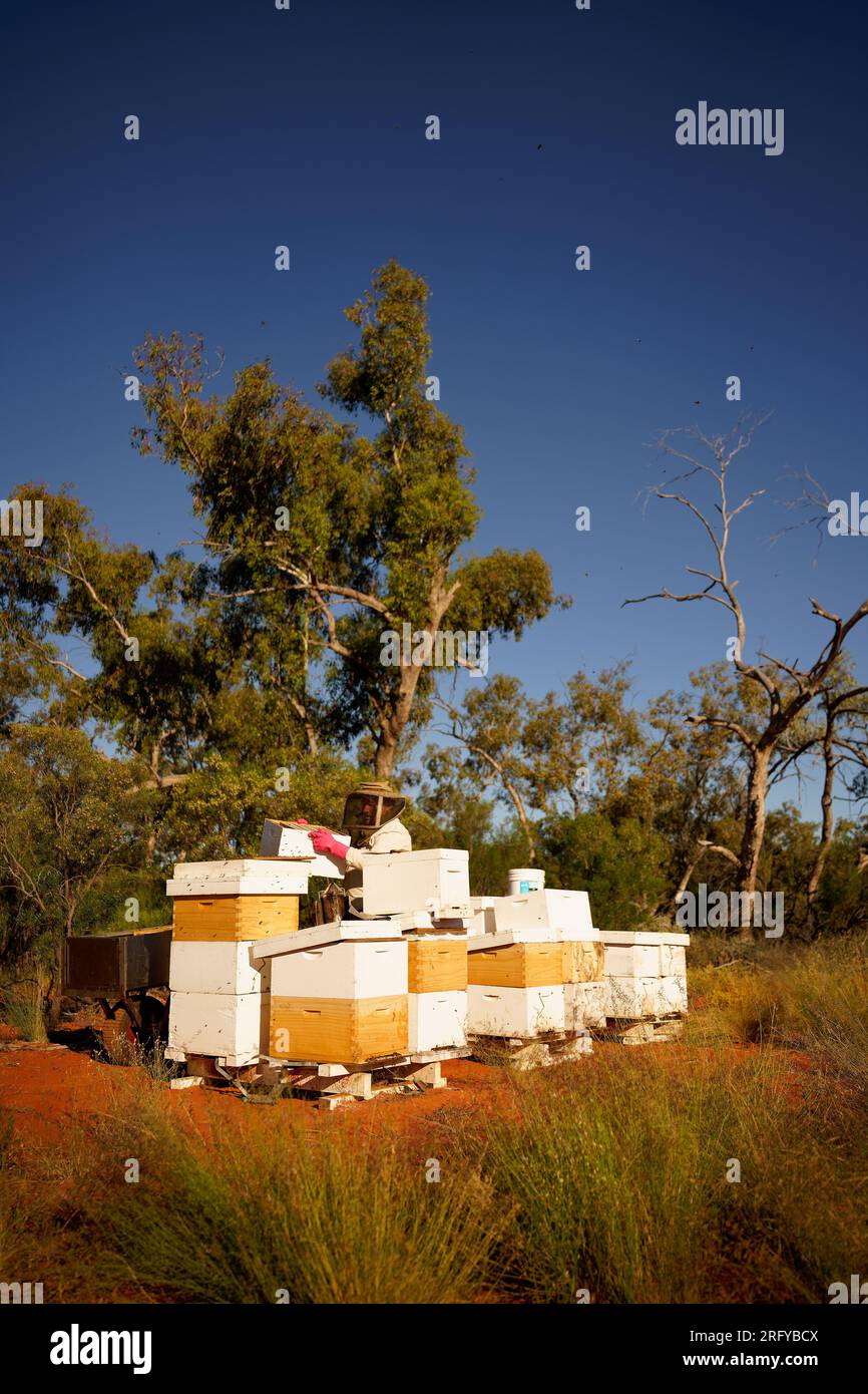 Australian beekeeper hive farm hi-res stock photography and images - Alamy