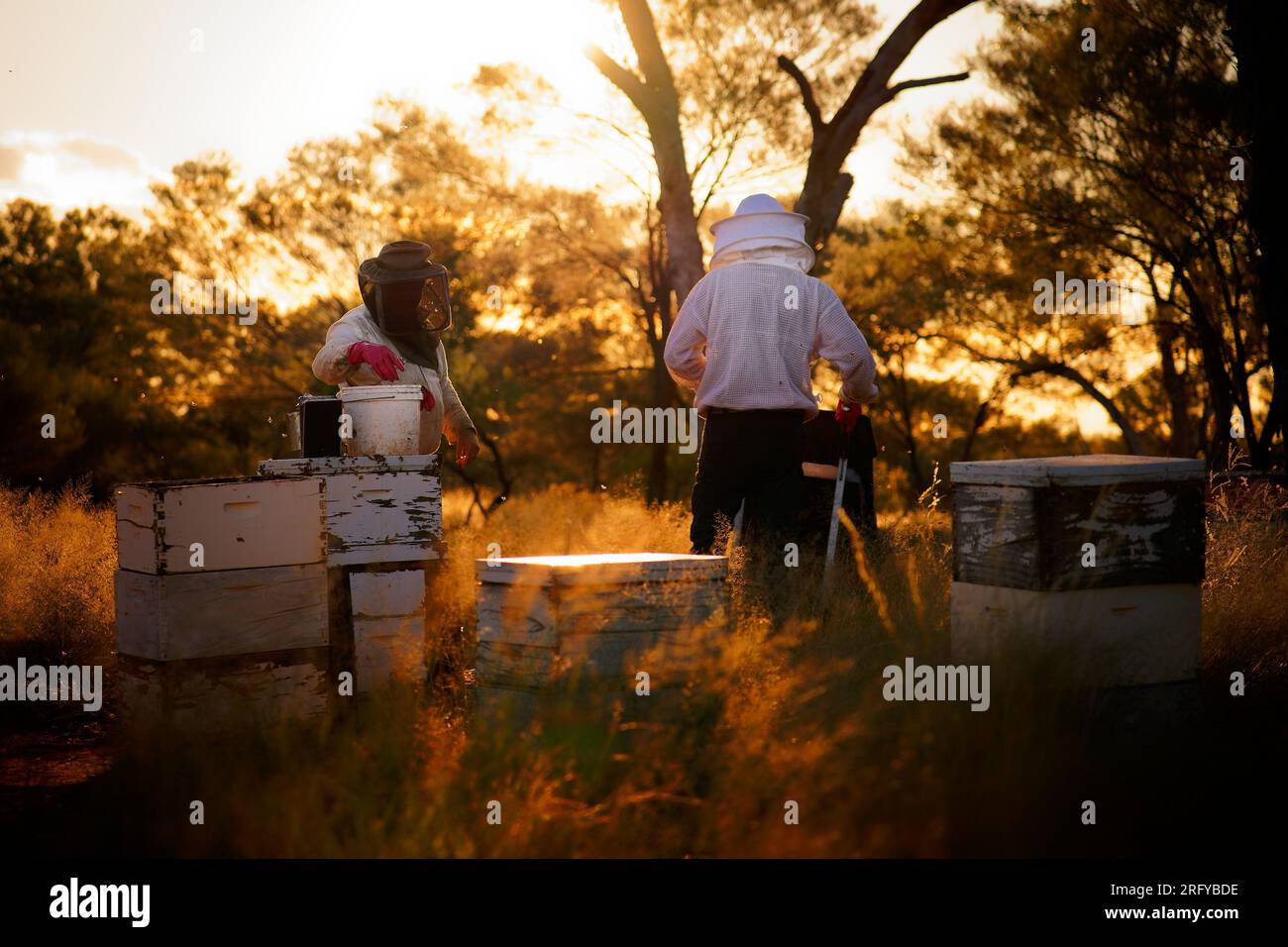Apiarist australia hi-res stock photography and images - Alamy