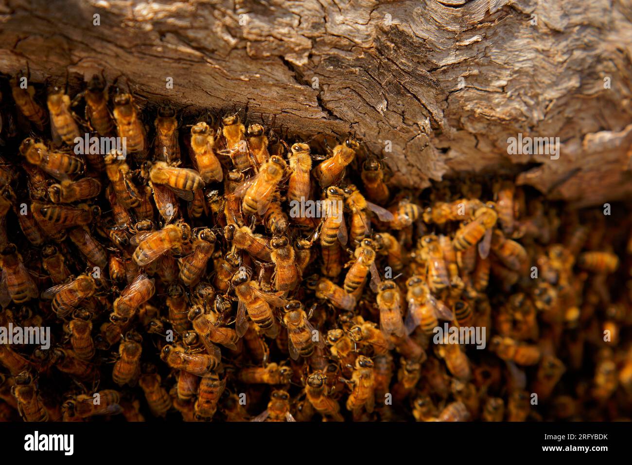 Beekeeping or apiculture, care of the bees, working hand on honey ...