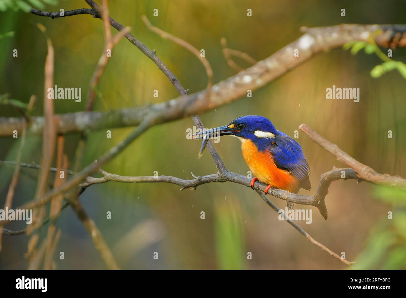 Azure Kingfisher - Ceyx azureus very colourful bird, deep blue to azure ...