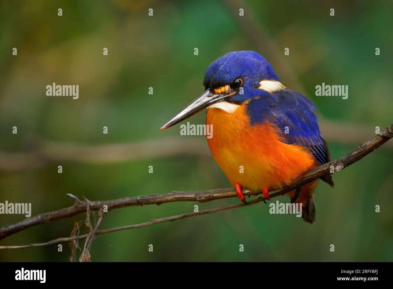 Azure Kingfisher - Ceyx azureus very colourful bird, deep blue to azure ...