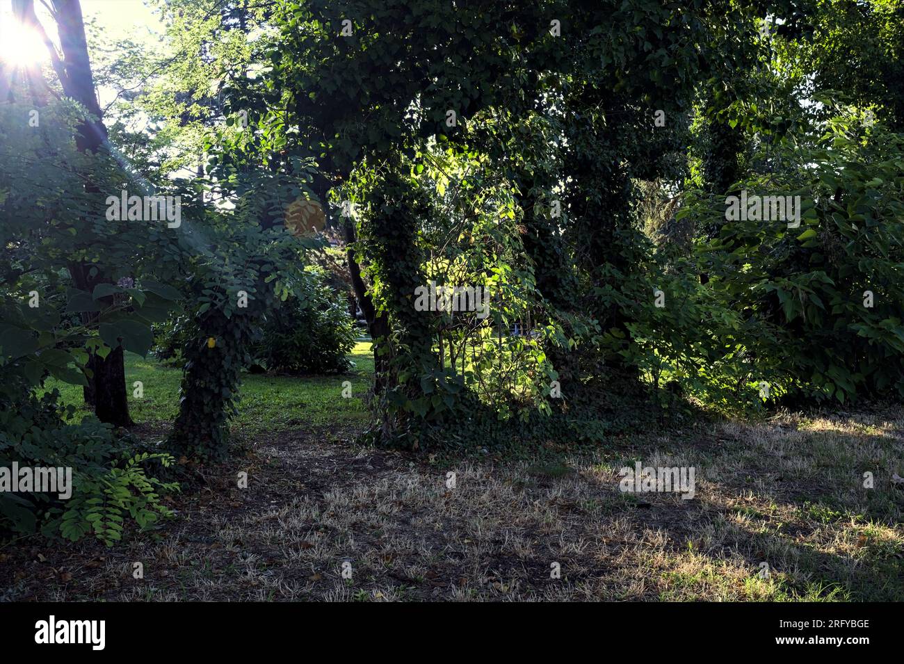 Opening between arching trees that leads to a park at sunset Stock ...