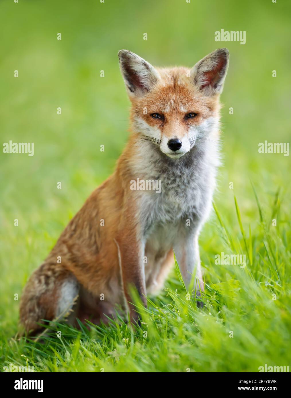 Fox vulpes vulpes in a meadow hi-res stock photography and images - Alamy