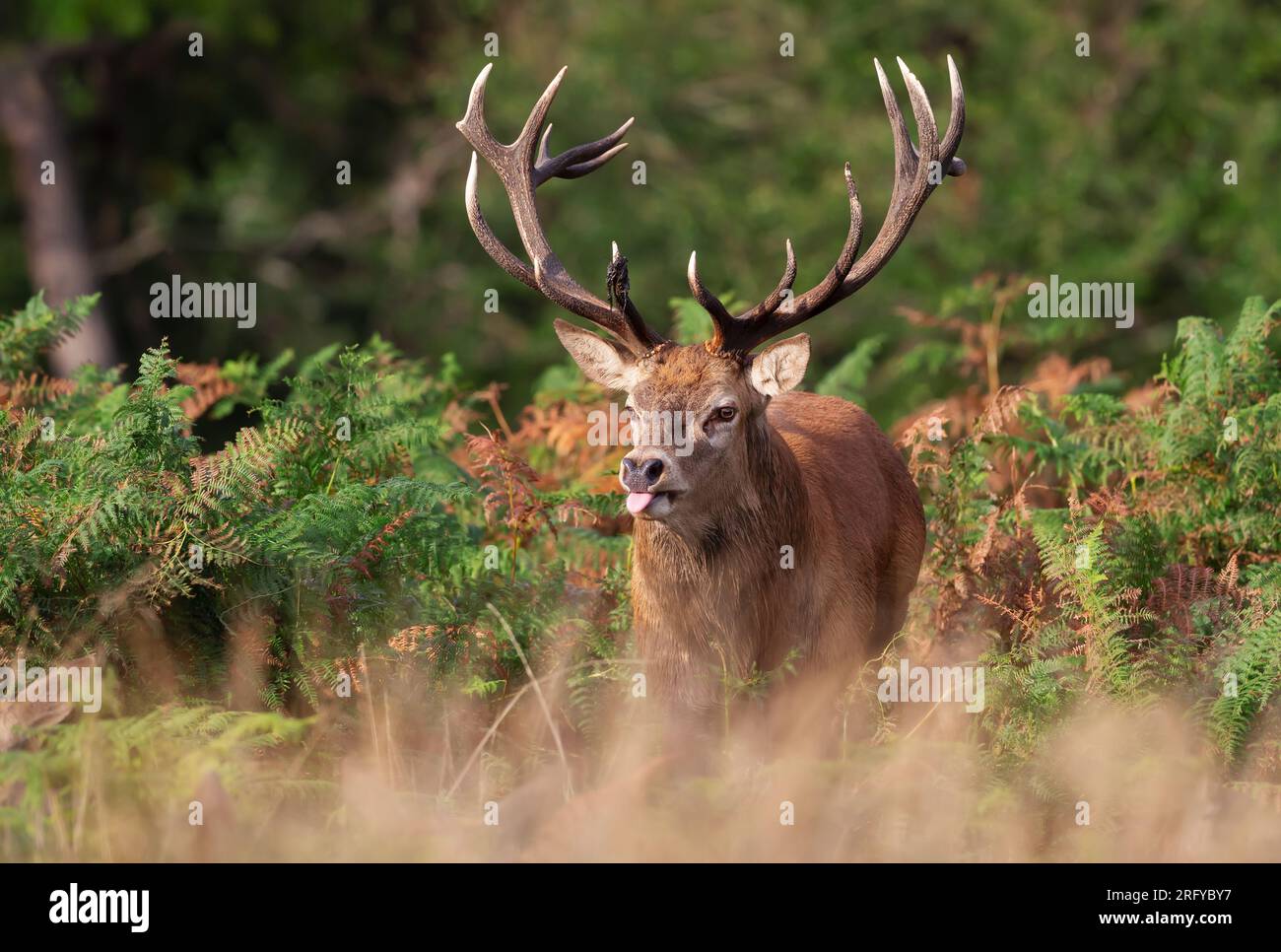 Stag tongue fern hi-res stock photography and images - Alamy