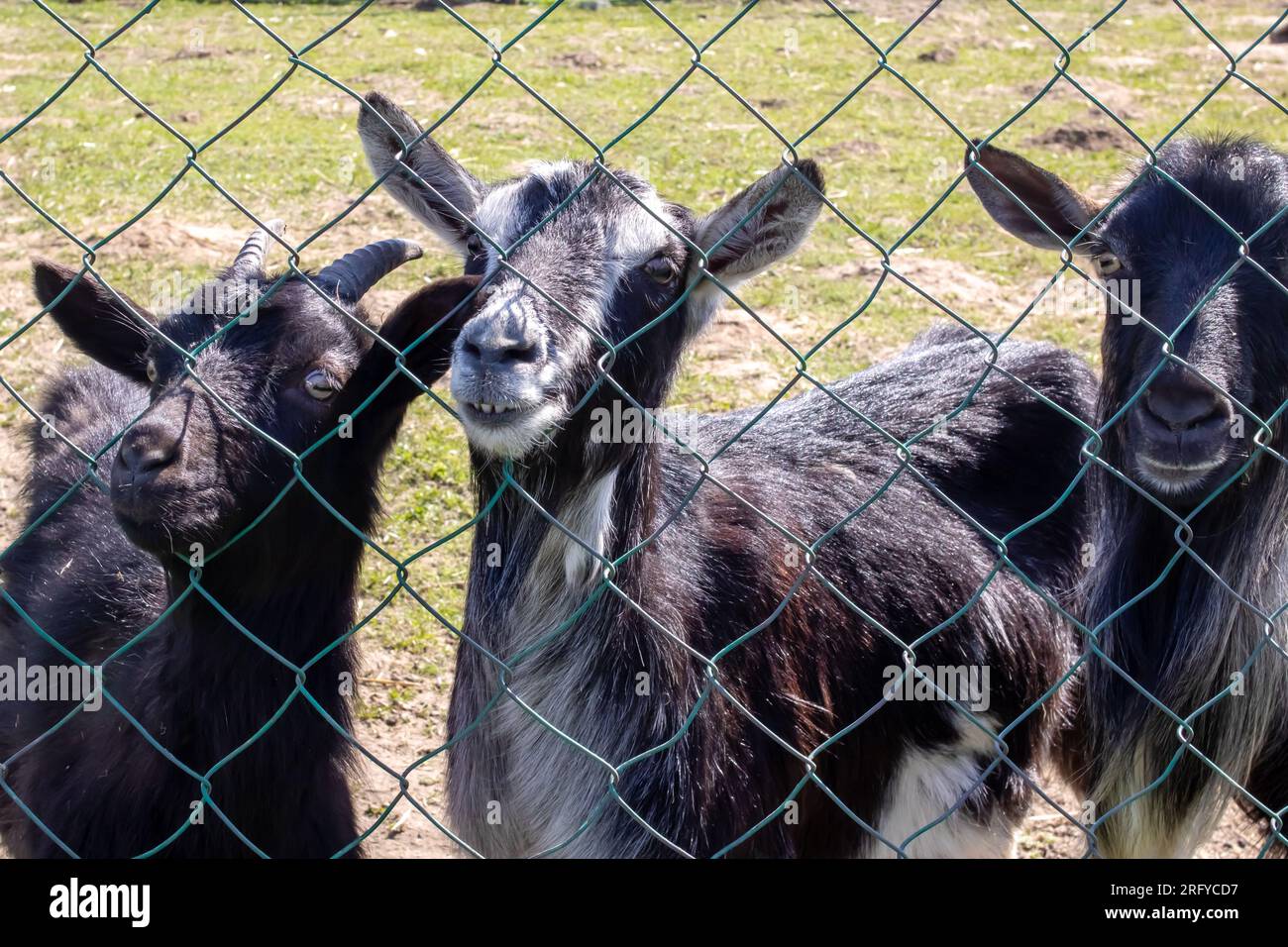 Three goats standing on hi-res stock photography and images - Alamy