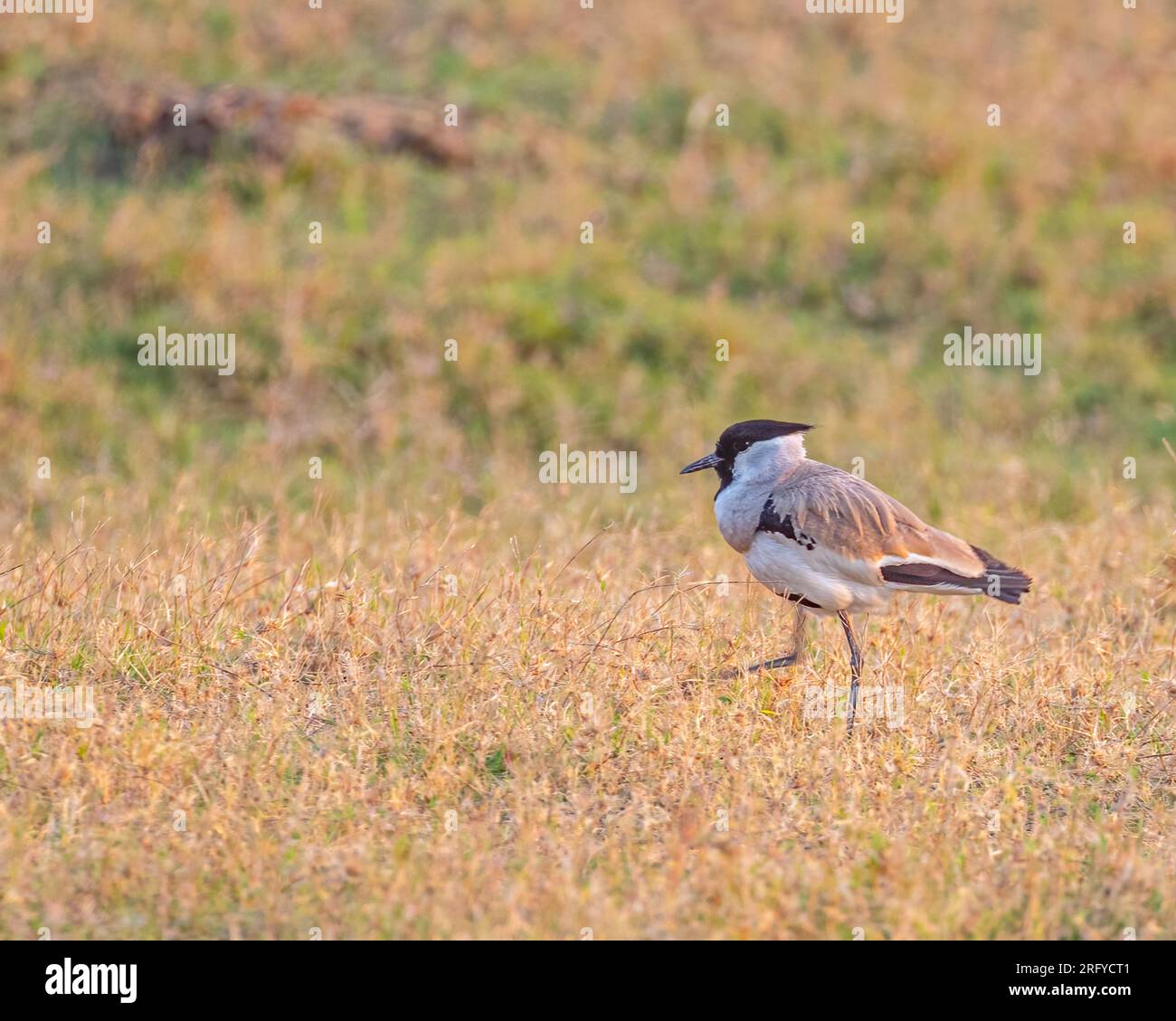 River lapwing hi-res stock photography and images - Alamy