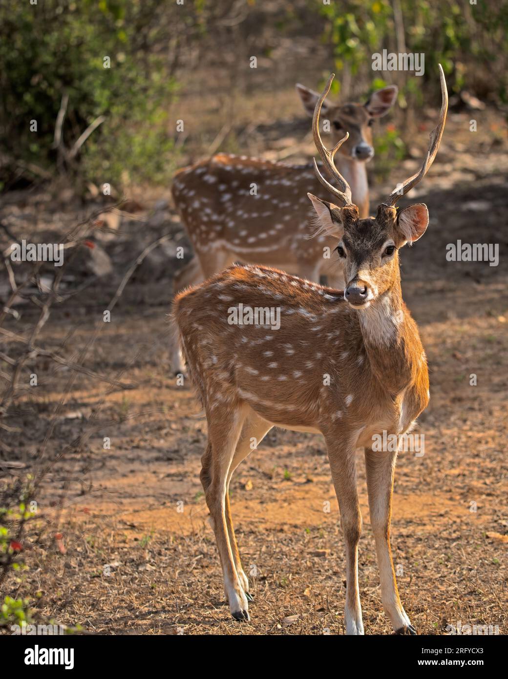 Dear with spot hi-res stock photography and images - Alamy