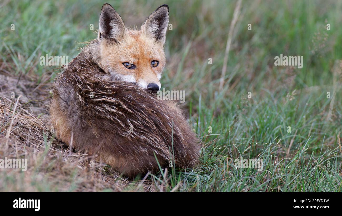 Red fox Vulpes vulpes laying on grass , curled up in a ball looking at ...