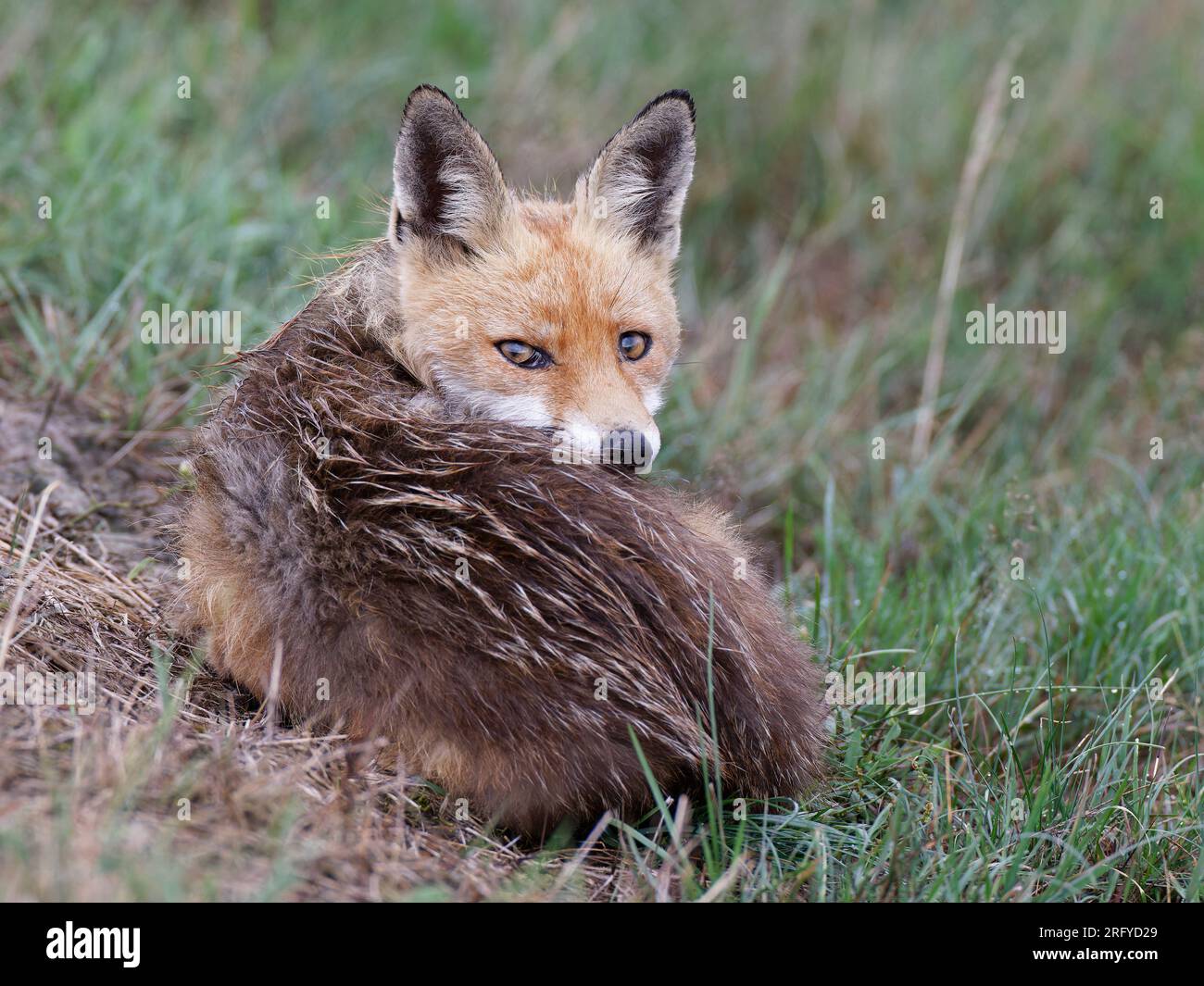 Red fox Vulpes vulpes laying on grass , curled up in a ball looking at ...