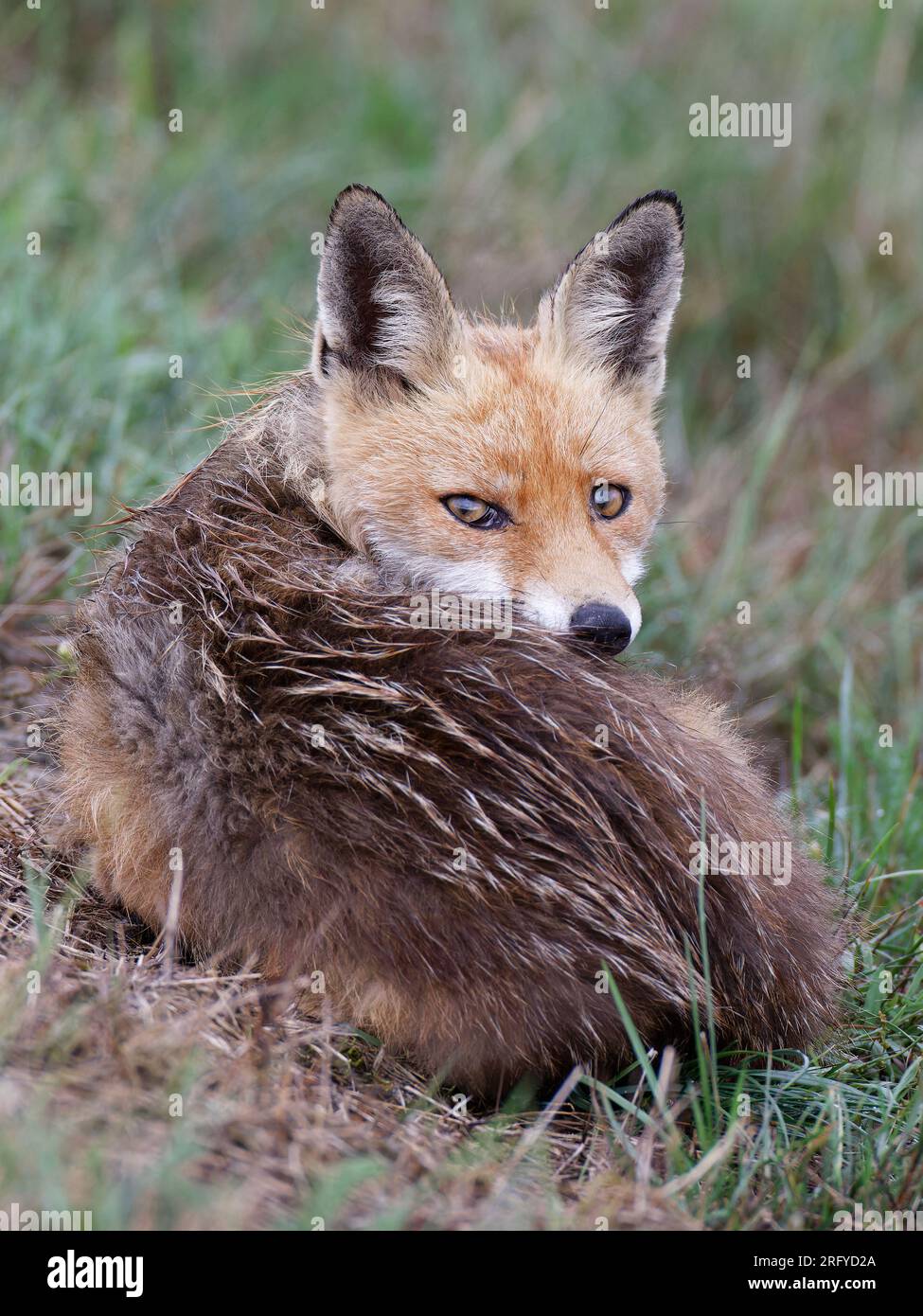 Red fox Vulpes vulpes laying on grass , curled up in a ball looking at ...