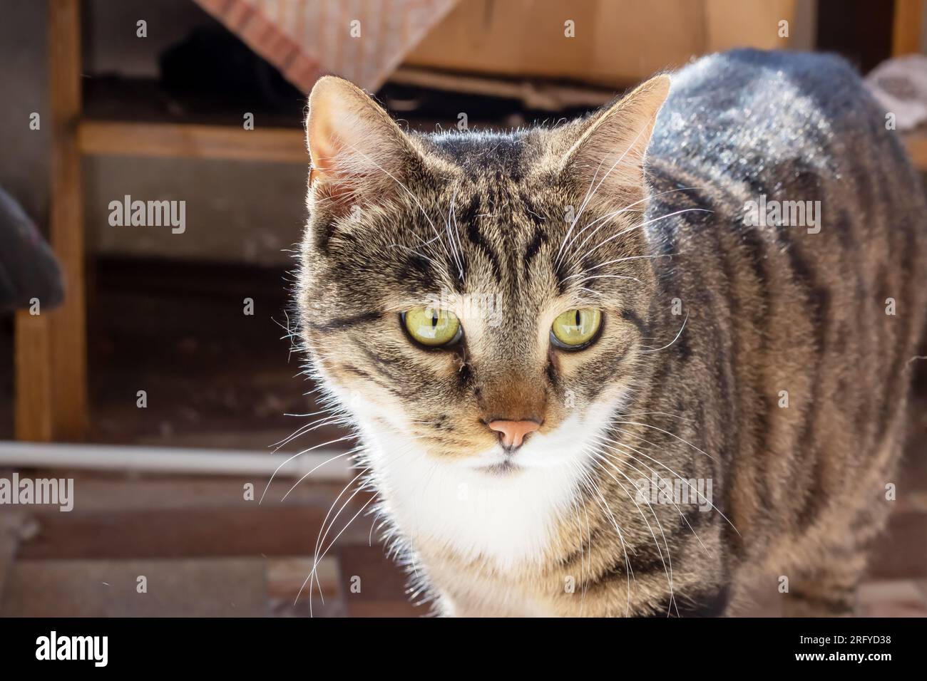 Sad tabby cat lying at home close up Stock Photo - Alamy