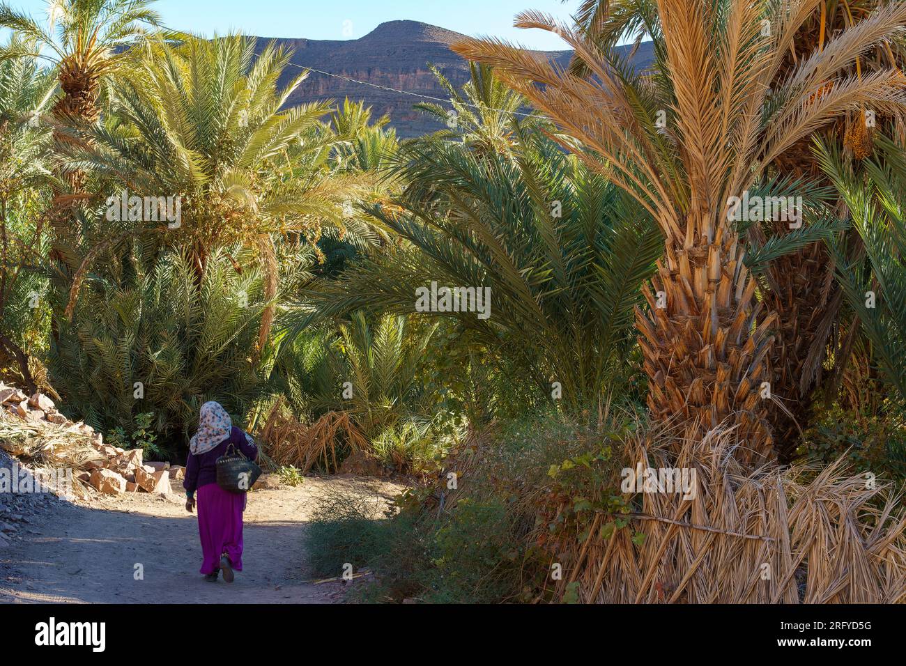 North Africa. Morocco. Fint Oasis. A poor peasant woman walking through ...