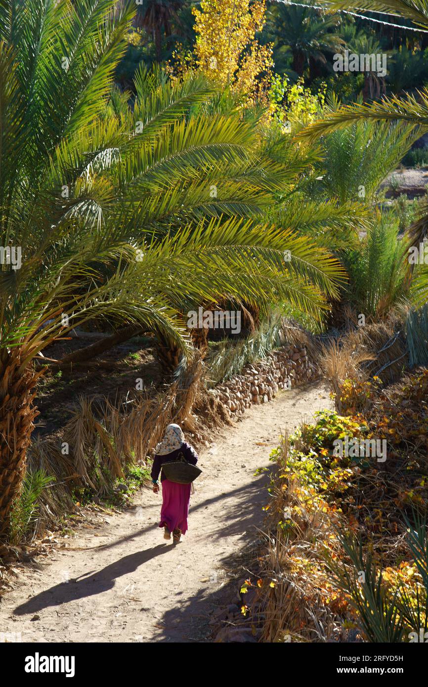 North Africa. Morocco. Fint Oasis. A poor peasant woman walking through ...