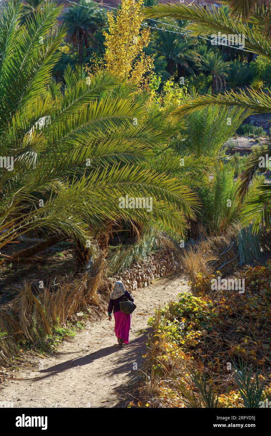 North Africa. Morocco. Fint Oasis. A poor peasant woman walking through ...