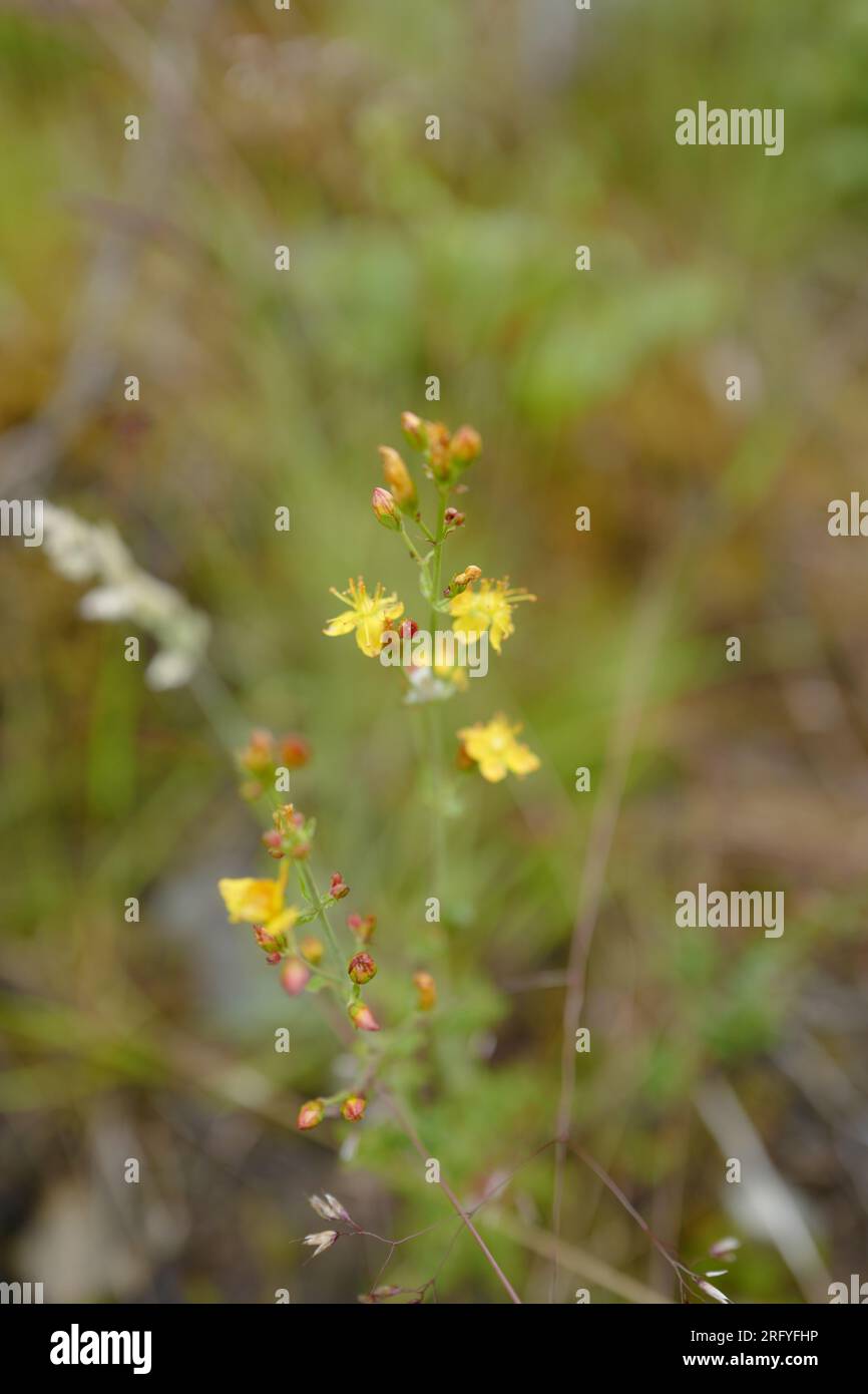 Wild yellow flowers photographed in the Scottish Highlands near ...