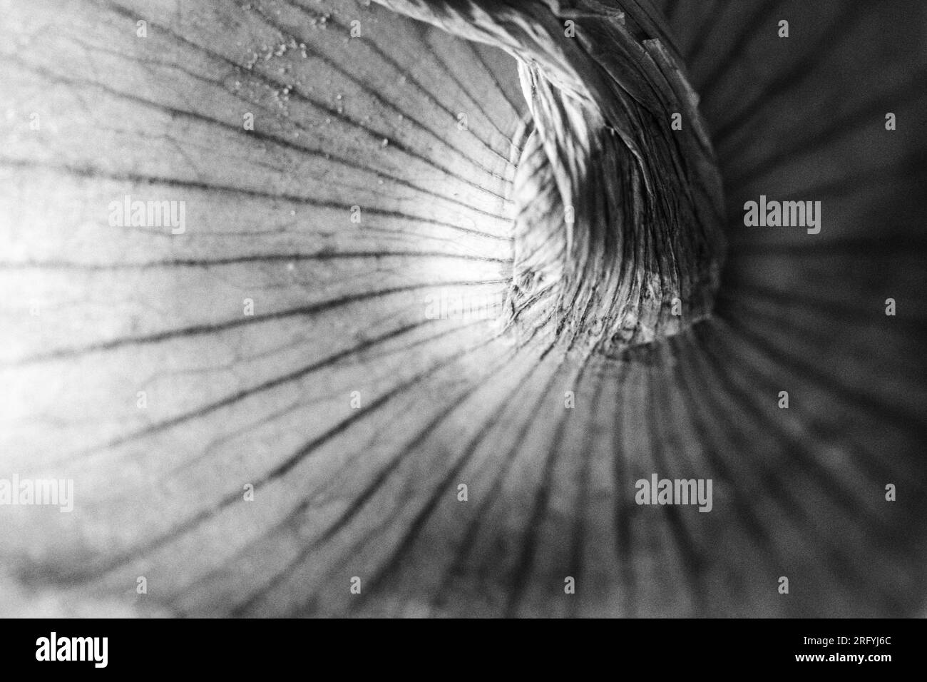 Onion patterns Black and White Stock Photos & Images - Alamy