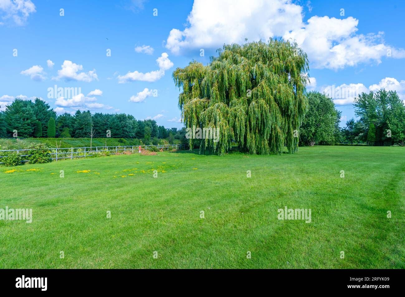 weeping willow in a parc near the Moses Sanders Power Dam, Cornwall ...