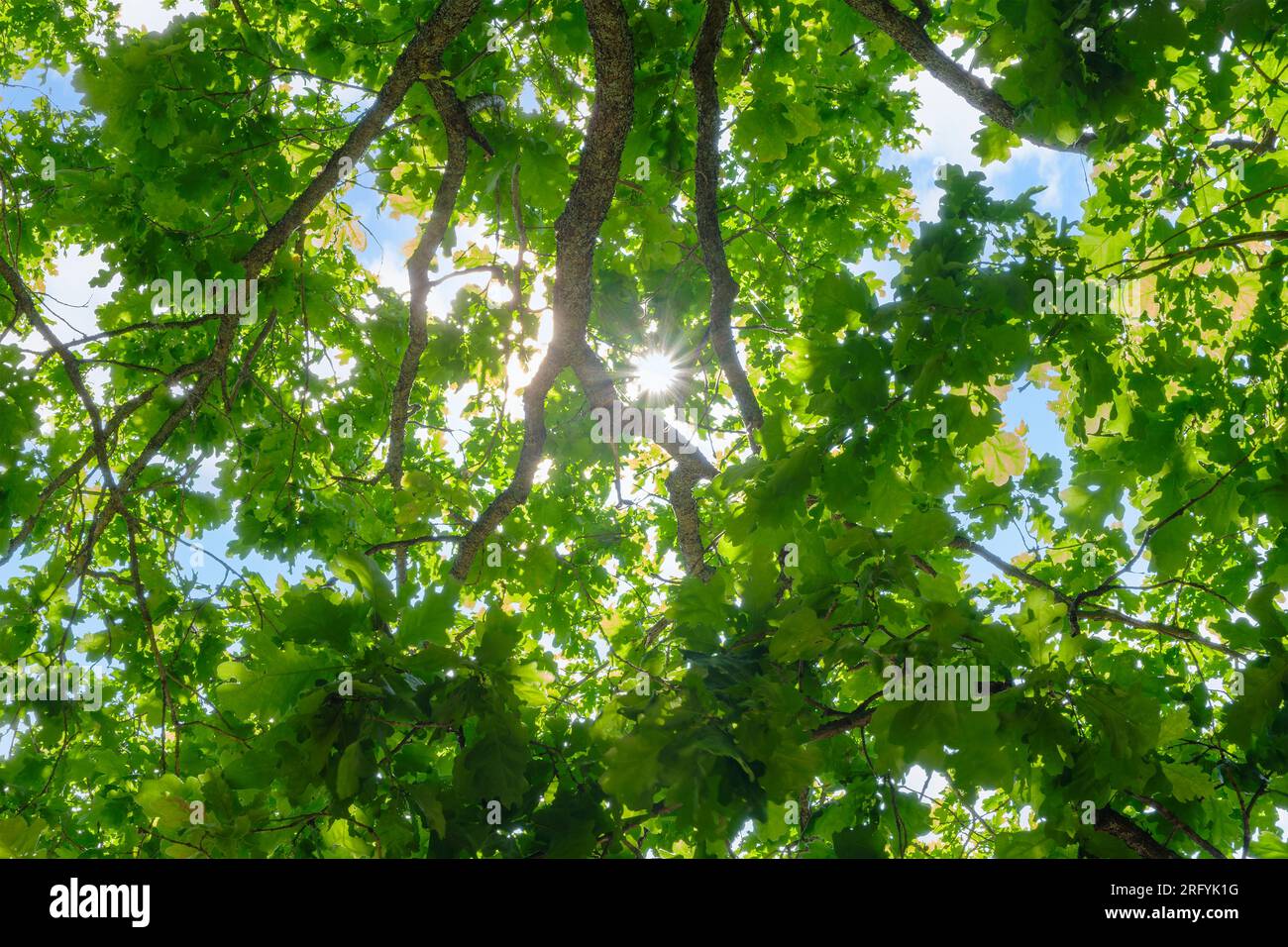 The canopy of tall trees framing a clear blue sky, with the sun shining ...
