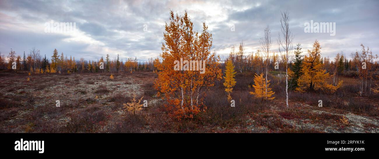 Autumn landscape panorama with forest tundra of northwestern Siberia ...