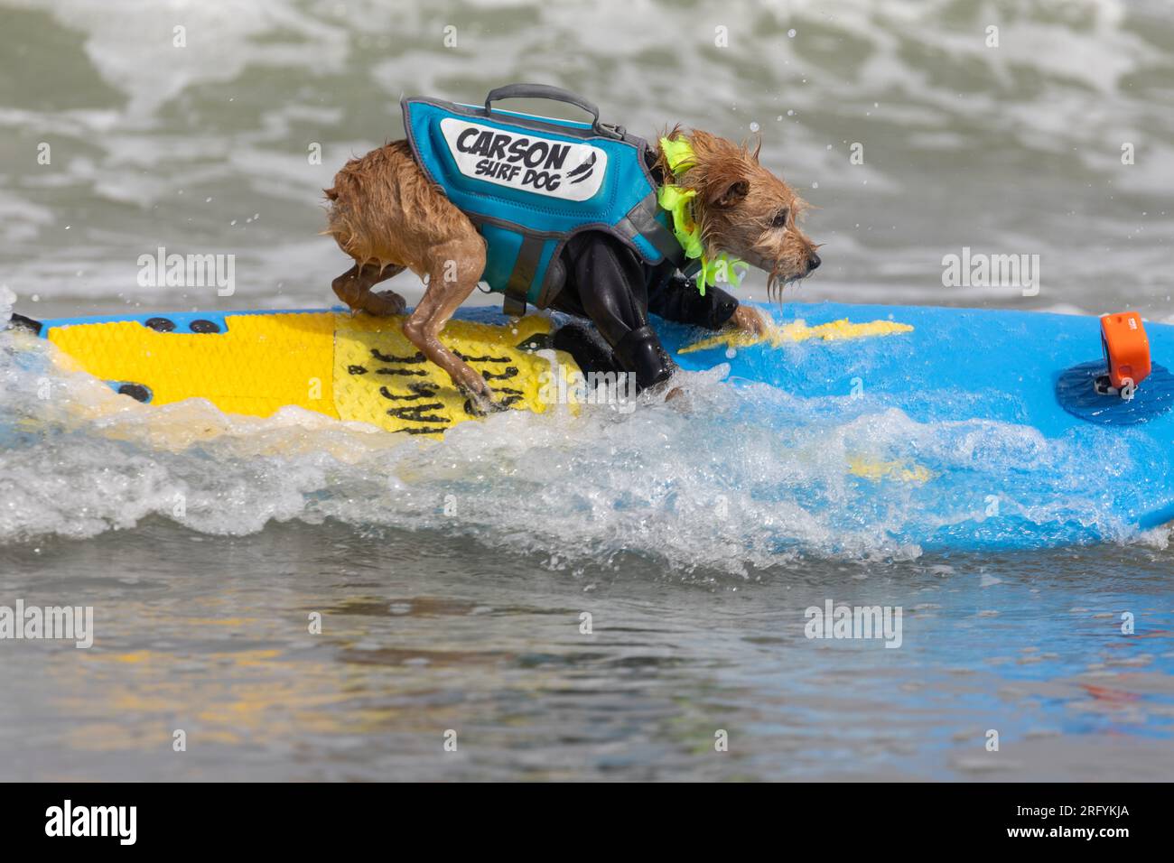 Pacifica, California, USA. 5th Aug, 2023. Catching waves and wagging ...
